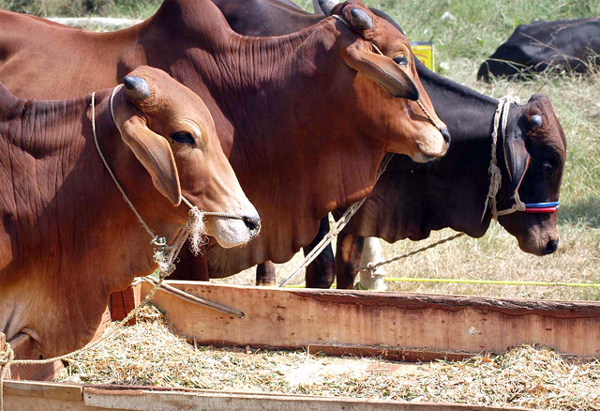 Why India Imposed Beef Ban Before Eid? - Business Recorder