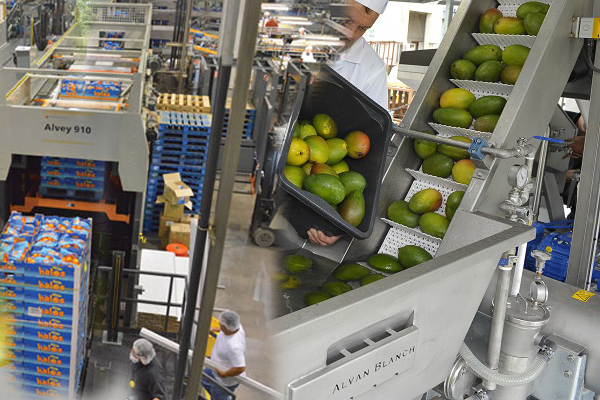 Exporters seek plants for fruit processing, grading and packaging ...