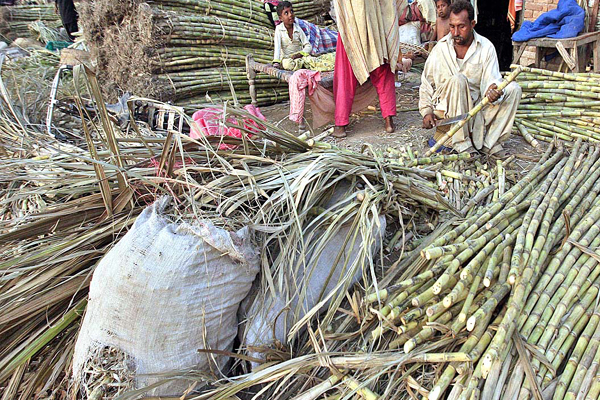 Agri scientists introduce two new sugarcane varieties - Pakistan ...