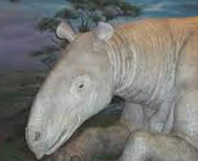 'Balochitherium' to go on exhibit at PMNH - Business & Finance ...