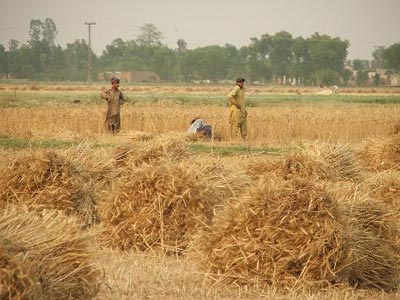 Wheat procurement campaign starts in Punjab - Markets - Business Recorder