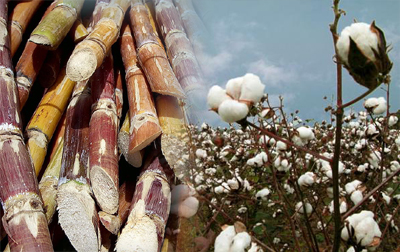 Brazil to provide germplasm, sugarcane cotton improvement technology ...