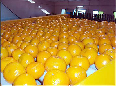 Russia, Ukraine emerge biggest markets for Pakistani Kinnow - Business ...