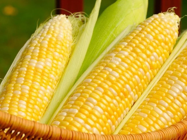 CBOT corn futures climb - Markets - Business Recorder