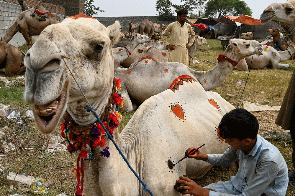 Fewer buyers for Eid camels amid record inflation in Pakistan ...