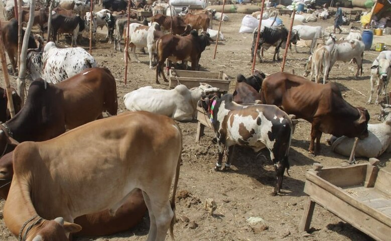 Cattle Market for Eid-ul-Azha: Over 30,000 sacrificial animals arrive ...
