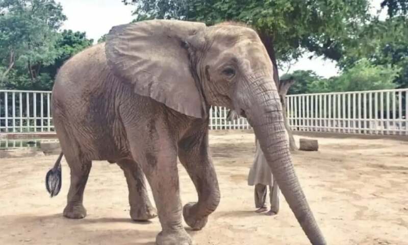 Elephant Balls Disease Rescue For Kenya's Orphaned Elephants