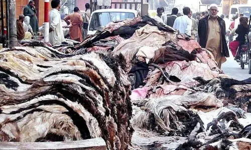 Trends - collection of hides - Business Recorder