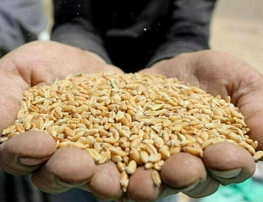 CBOT wheat may stabilise around $8.46-1/2 to $8.52-3/4 zone - Markets ...