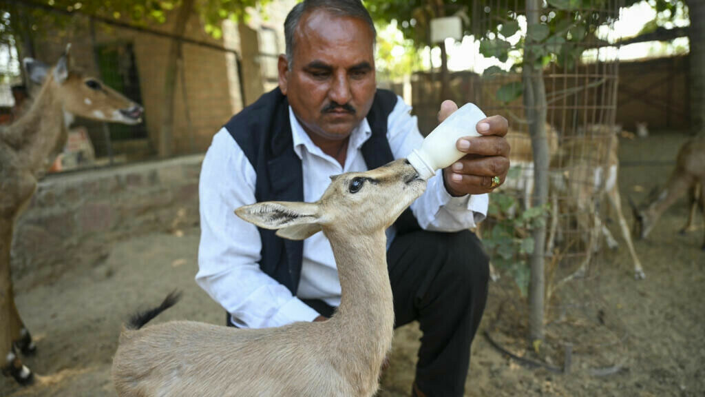 India’s Bishnoi community, the original eco-warriors - World - Business ...
