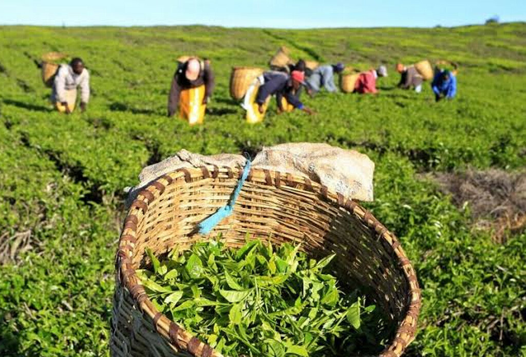 India’s June tea output drops 9% y/y on lower rainfall - Markets ...