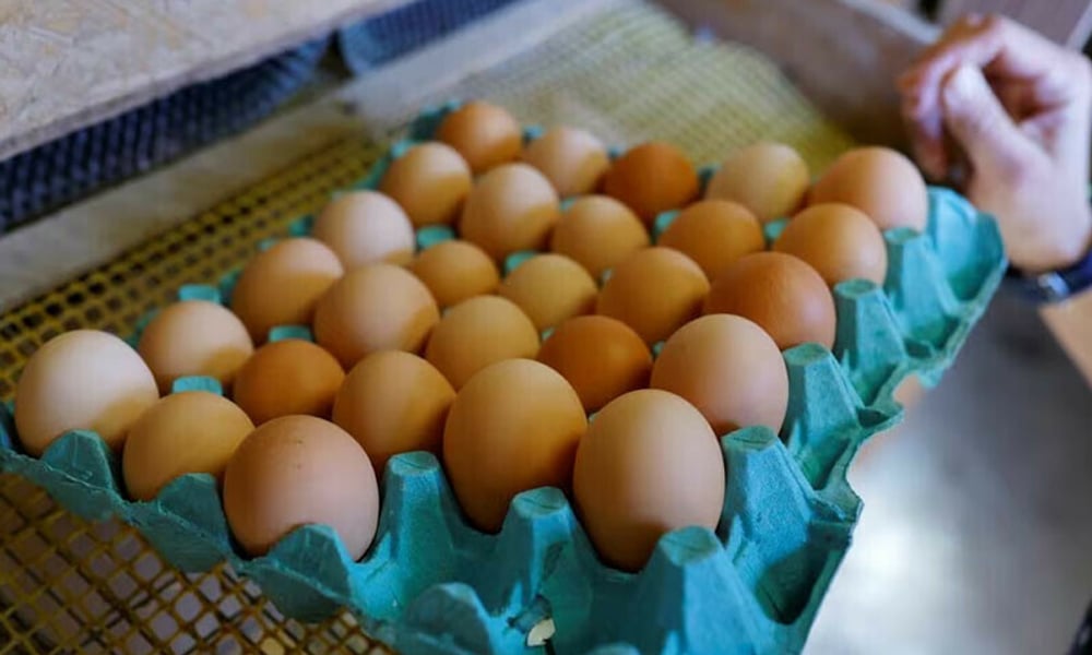 Roomi Poultry becomes first egg exporter to US - Business & Finance ...