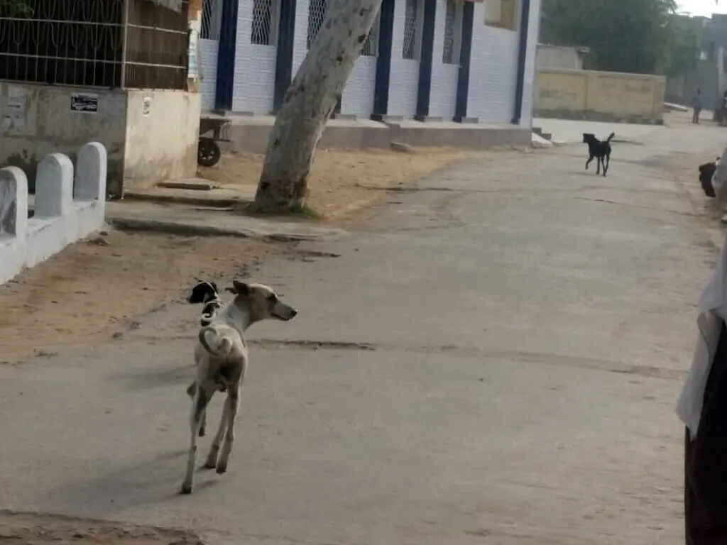 Trends - rabies vaccination - Business Recorder