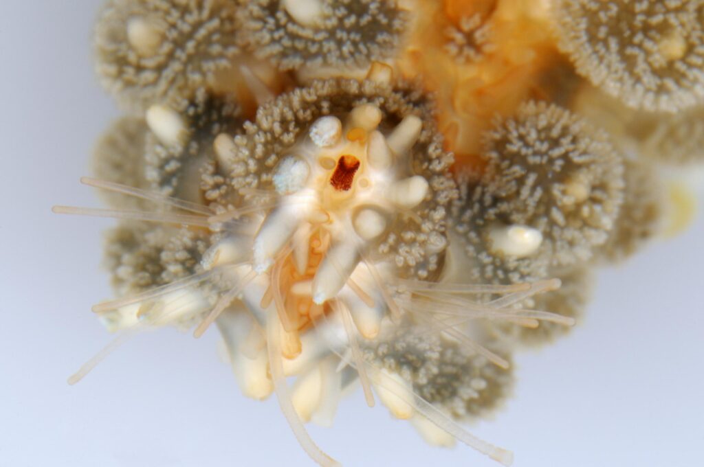 The Eye Of A Spiny Starfish - Business Recorder