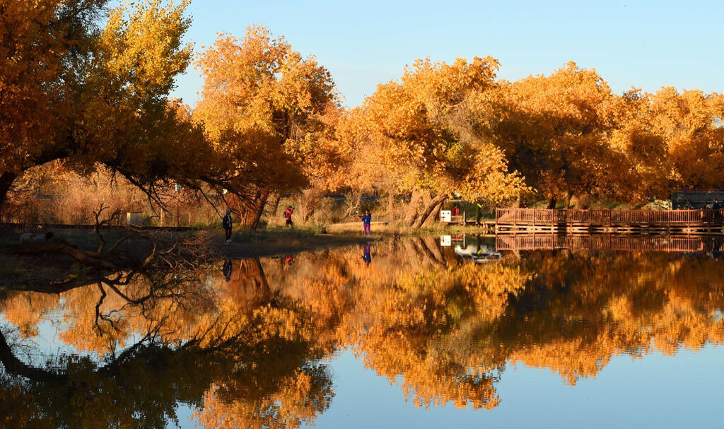 Populus trees - Business Recorder