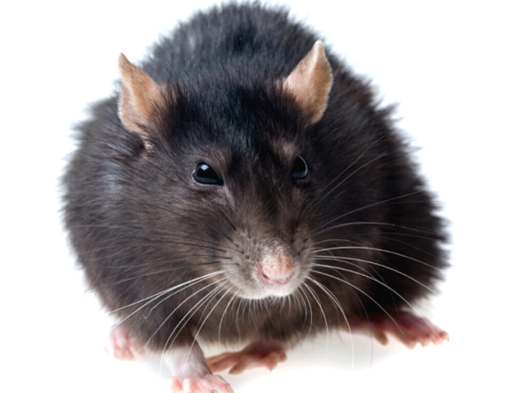 Giant rats that can crack open coconuts - Technology - Business Recorder