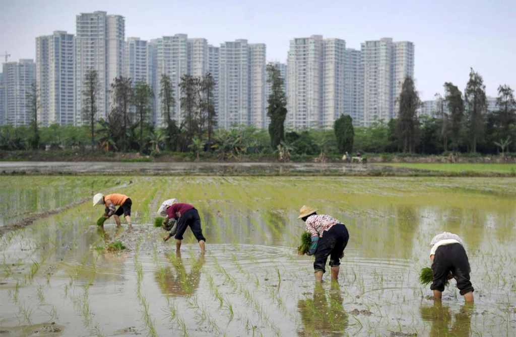 Agriculture breakthrough: China starts growing rice in sea water ...