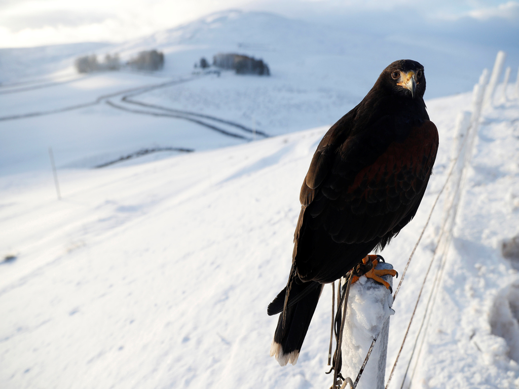 Harris hawk - Business Recorder