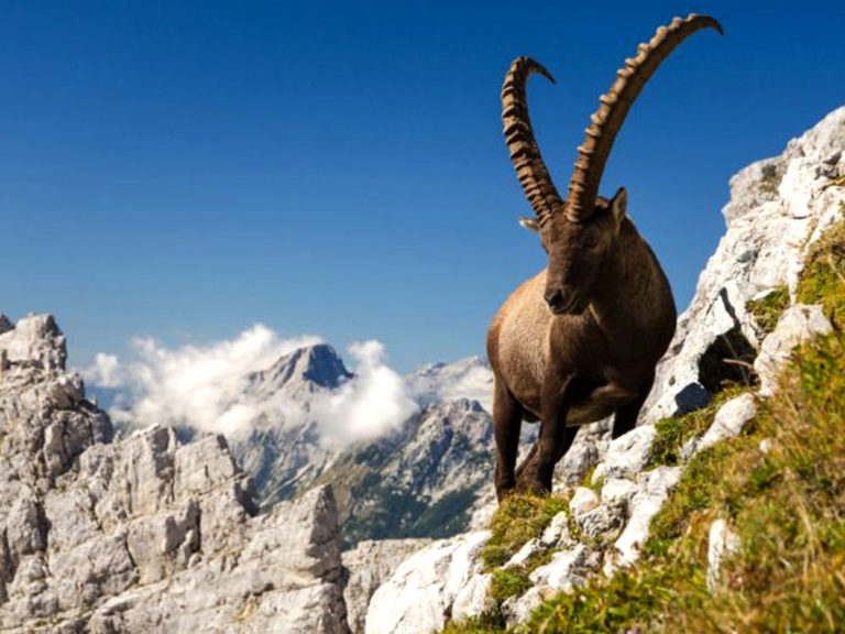 13-year-old boy from Islamabad hunts 40-inch Himalayan Ibex - Pakistan ...