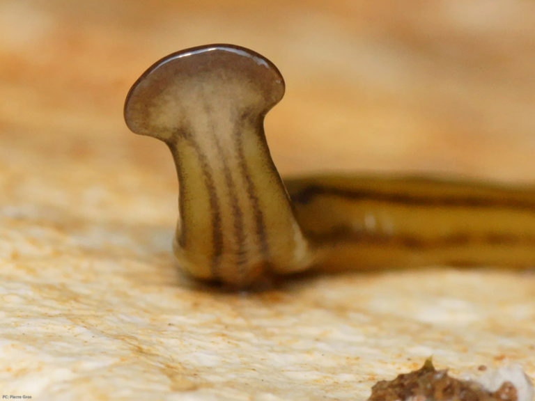 Unnoticed for years, giant predatory worms are invading France ...