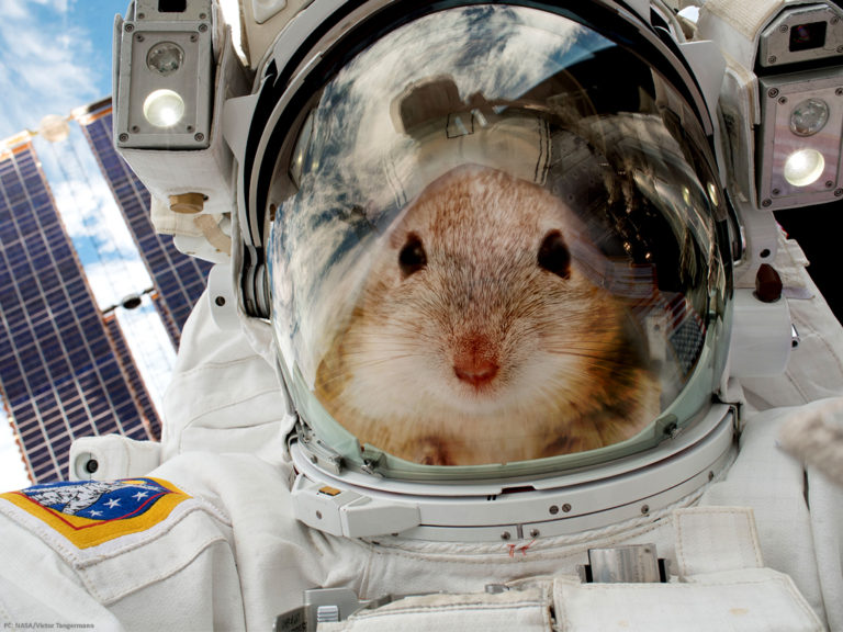 NASA sends 20 mice to space for research - Technology - Business Recorder