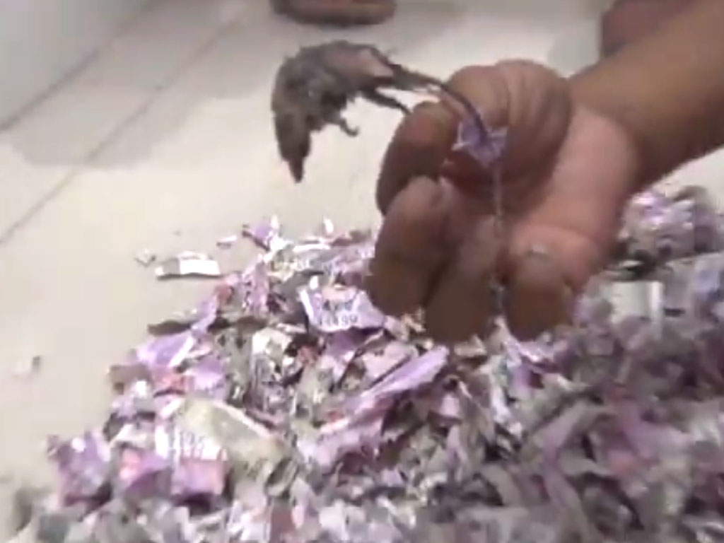 Mice chew up cash worth Rs 1.3 million from ATM - World - Business Recorder