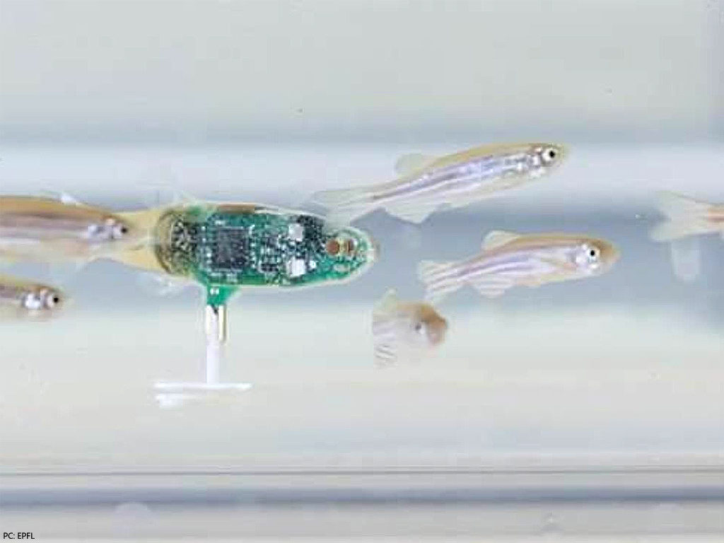 Scientists use robot interpreter to make fish and bees ‘talk’ to each ...