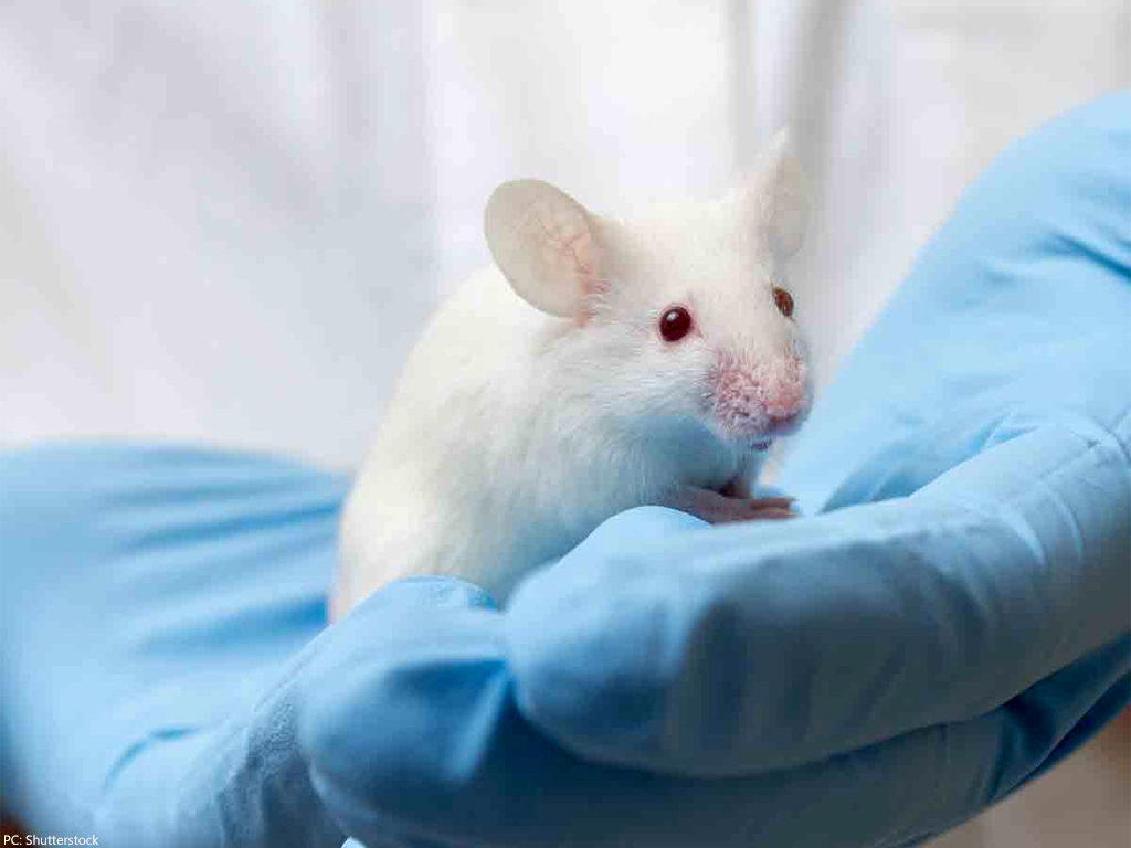 Scientists give mice ‘super vision’ by eye injections - Technology ...