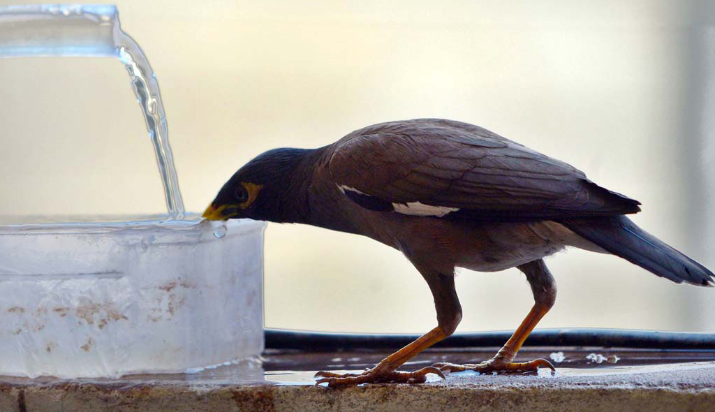 Thirsty Myna - Business Recorder
