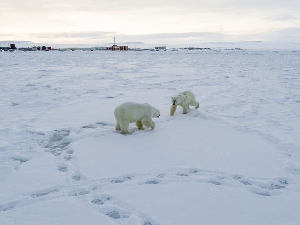 Weak Arctic ice sees 56 polar bears descend on Russian village - World ...